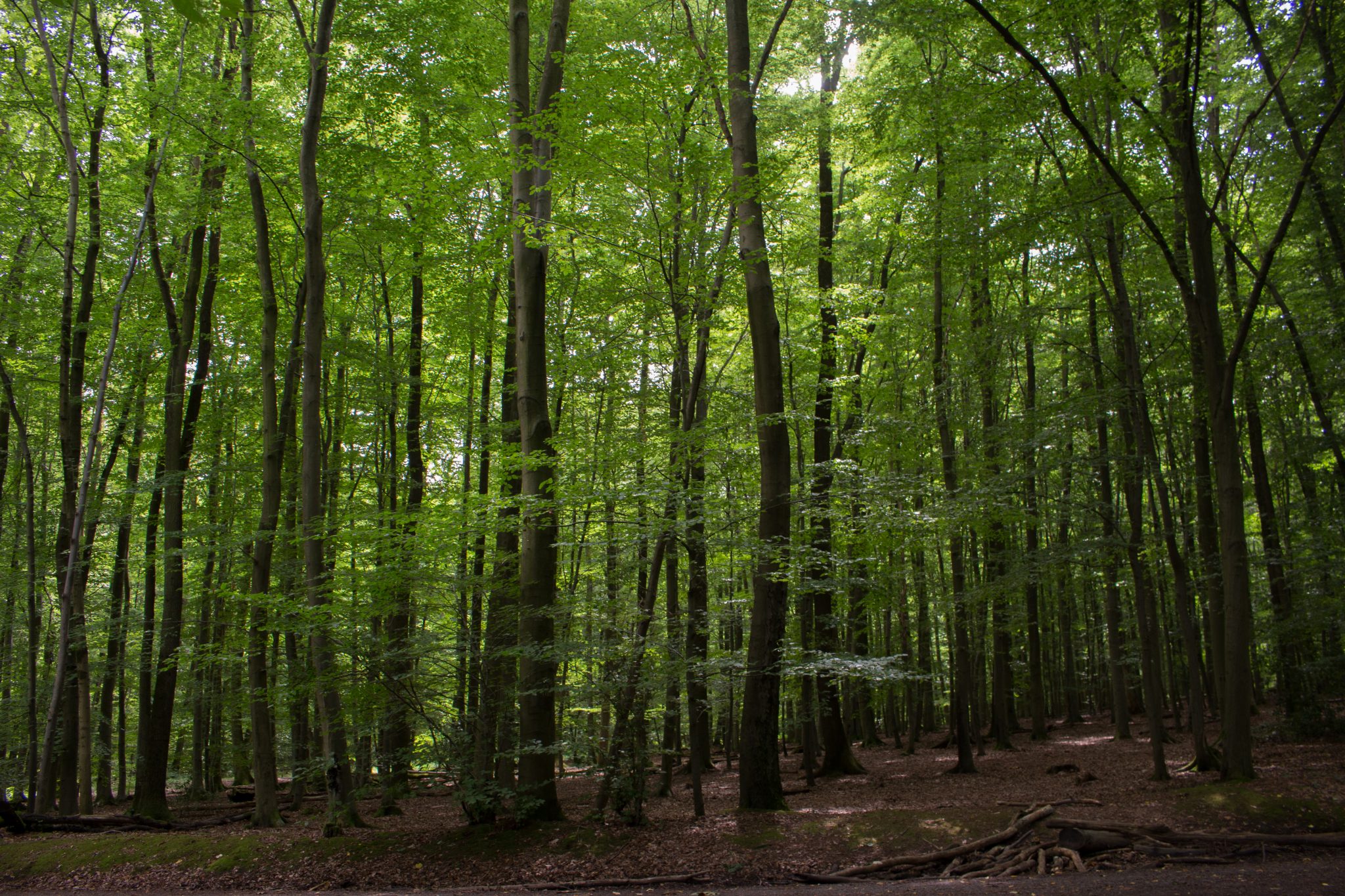 Rätseltour Bäume im Wald (bioversum) - Jagdschloss Kranichstein